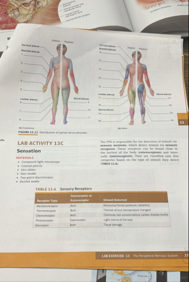 FIGURE 33,33 ﻿Distribution of spinal nerve | Chegg.com
