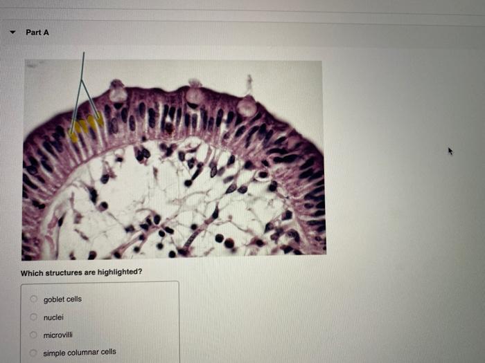 Solved session, masteringaandp.com Lab 04:Histology | Chegg.com