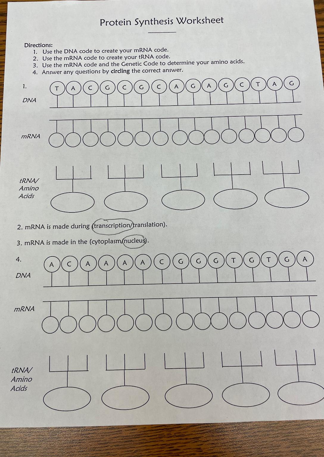 Solved Protein Synthesis WorksheetDirections:Use the DNA | Chegg.com