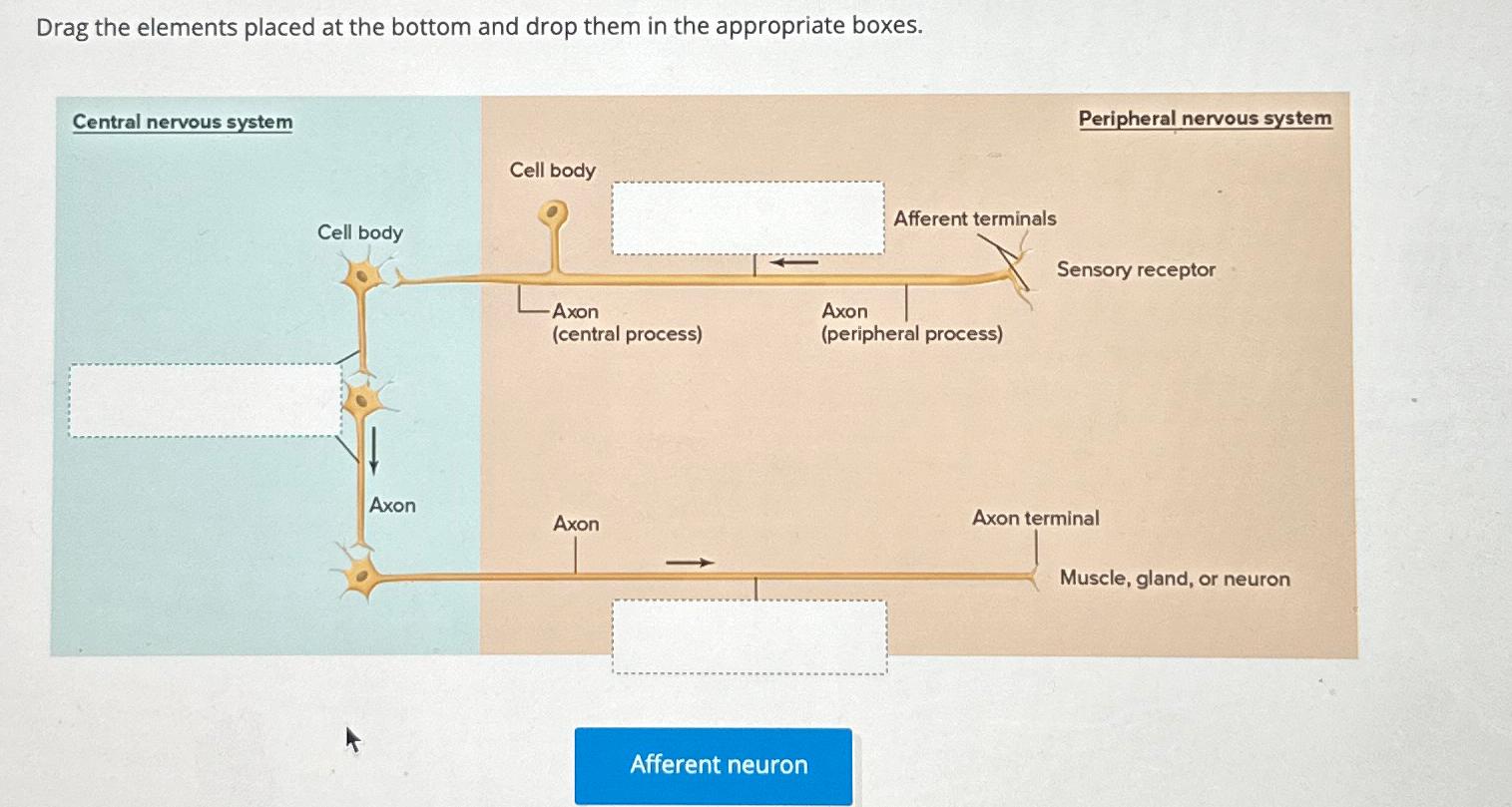 Solved Drag the elements placed at the bottom and drop them | Chegg.com