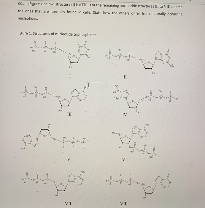 Solved Q1. In Figure 1 below, structure (I) is dTTP. For the | Chegg ...
