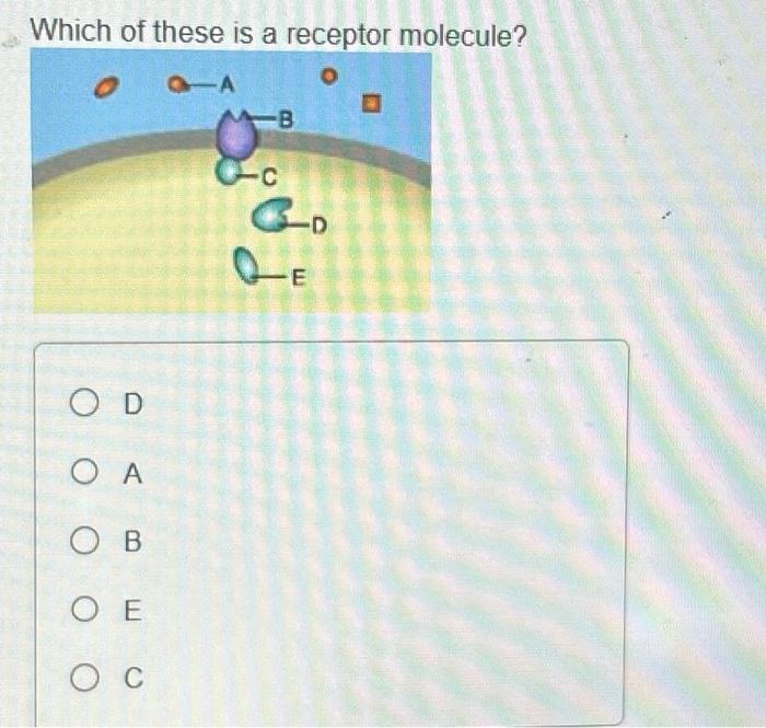 Solved Which of these is a receptor molecule? O A O D O A OB | Chegg.com