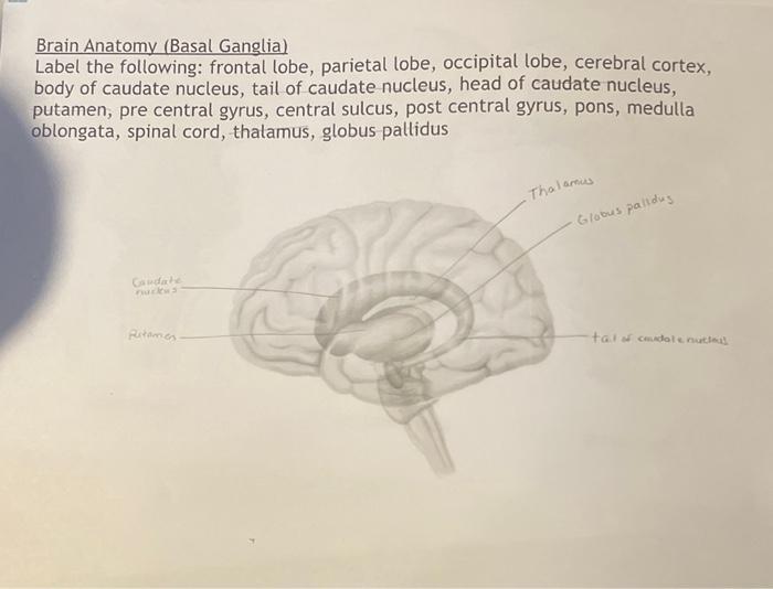 Solved Brain Anatomy (Basal Ganglia) Label the following: | Chegg.com