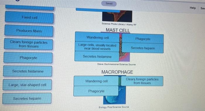 Connective Tissue Cell Types Each label describes one | Chegg.com