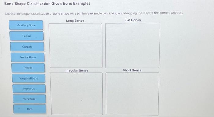 Bone Shape Classification Given Bone Examples Choose | Chegg.com