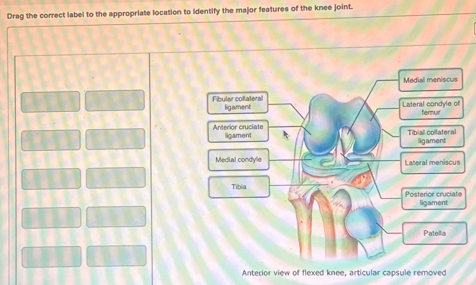 Solved Drag the correct label to the appropriate location to | Chegg.com