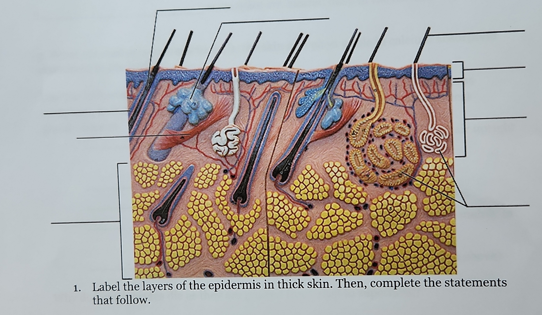 Solved 1. ﻿Label the layers of the epidermis in thick skin. | Chegg.com