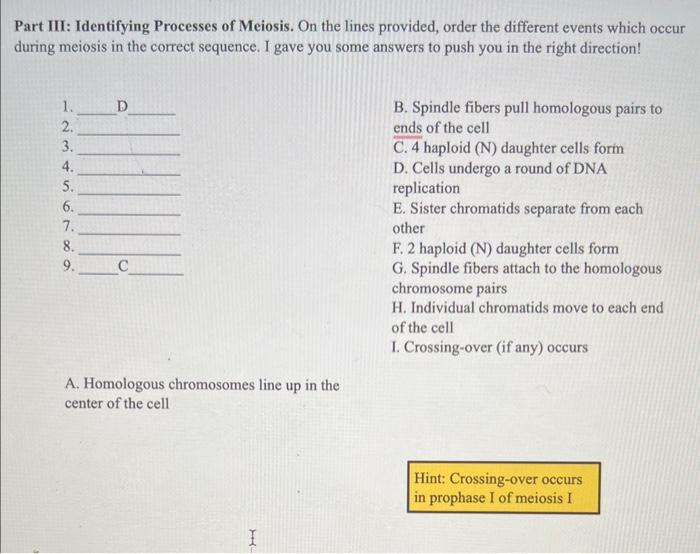 Solved Part III: Identifying Processes of Meiosis. On the | Chegg.com