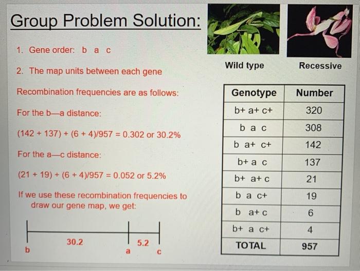 Solved Can you show me how to find the gene order? I am so | Chegg.com