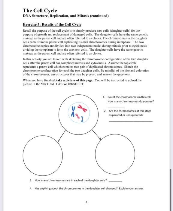 Solved The Cell Cycle DNA Structure, Replication, and | Chegg.com