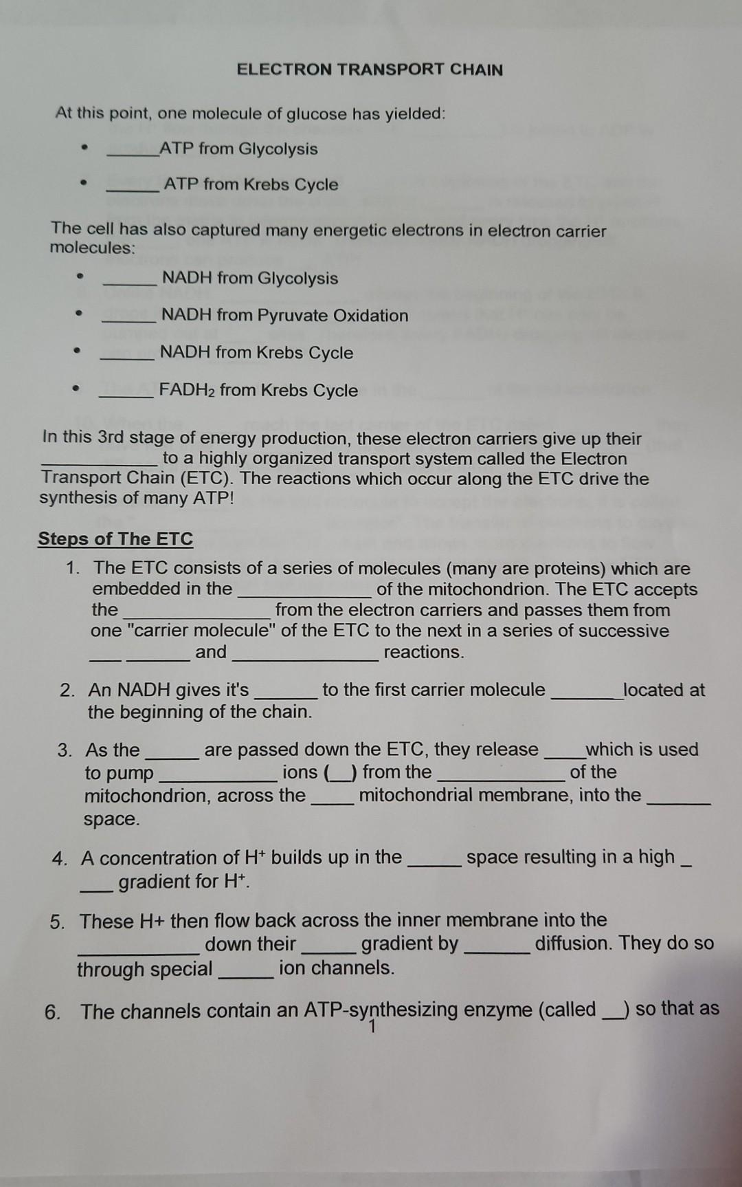 Solved ELECTRON TRANSPORT CHAIN At this point, one molecule | Chegg.com
