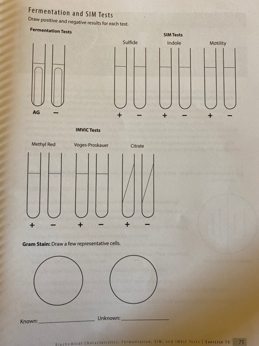 Solved Fermentation and SIM Tests Draw positive and negative | Chegg.com