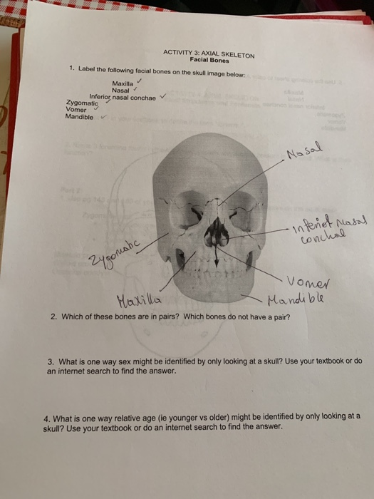 Solved ACTIVITY 3: AXIAL SKELETON Facial Bones 1. Label the | Chegg.com