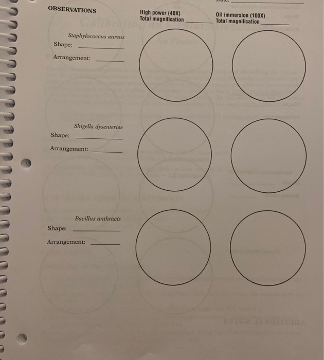 Solved OBSERVATIONS High power (40) Total magnification Oil | Chegg.com
