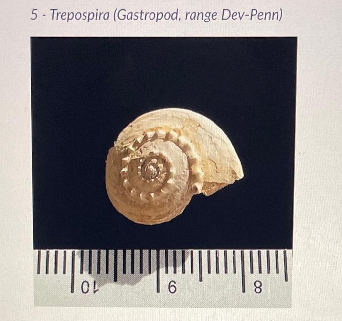 Solved Era Period Fossil Assemblage 1. Determine the | Chegg.com