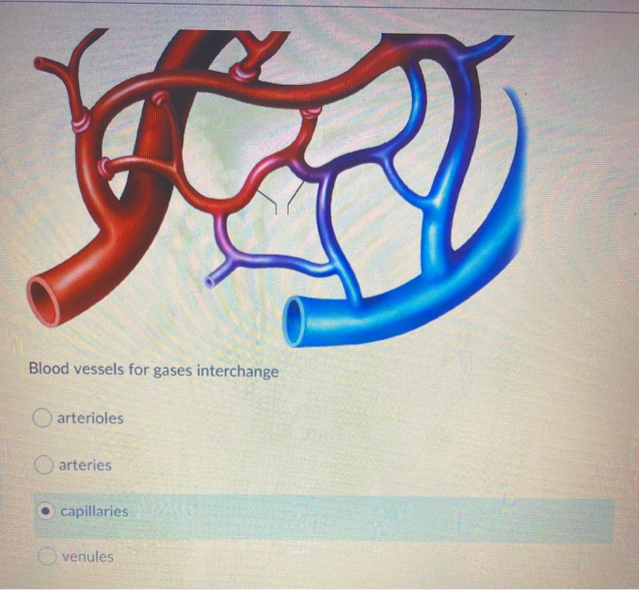 Solved Blood vessels for gases interchange arterioles | Chegg.com
