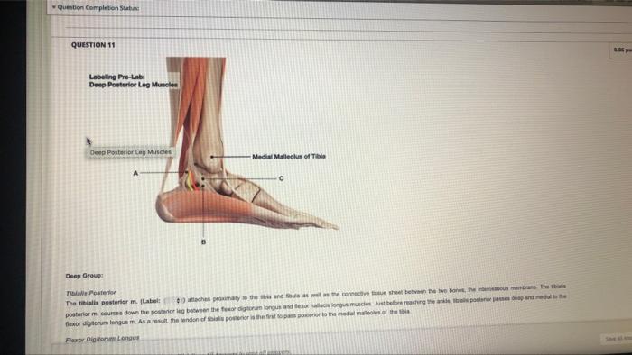 Solved Status Labeling Pre-Lab Lateral Leg Muscles Fibulari | Chegg.com