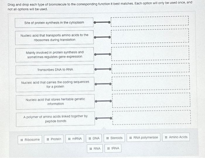 Solved Drag and drop each type of blomolecule to the | Chegg.com