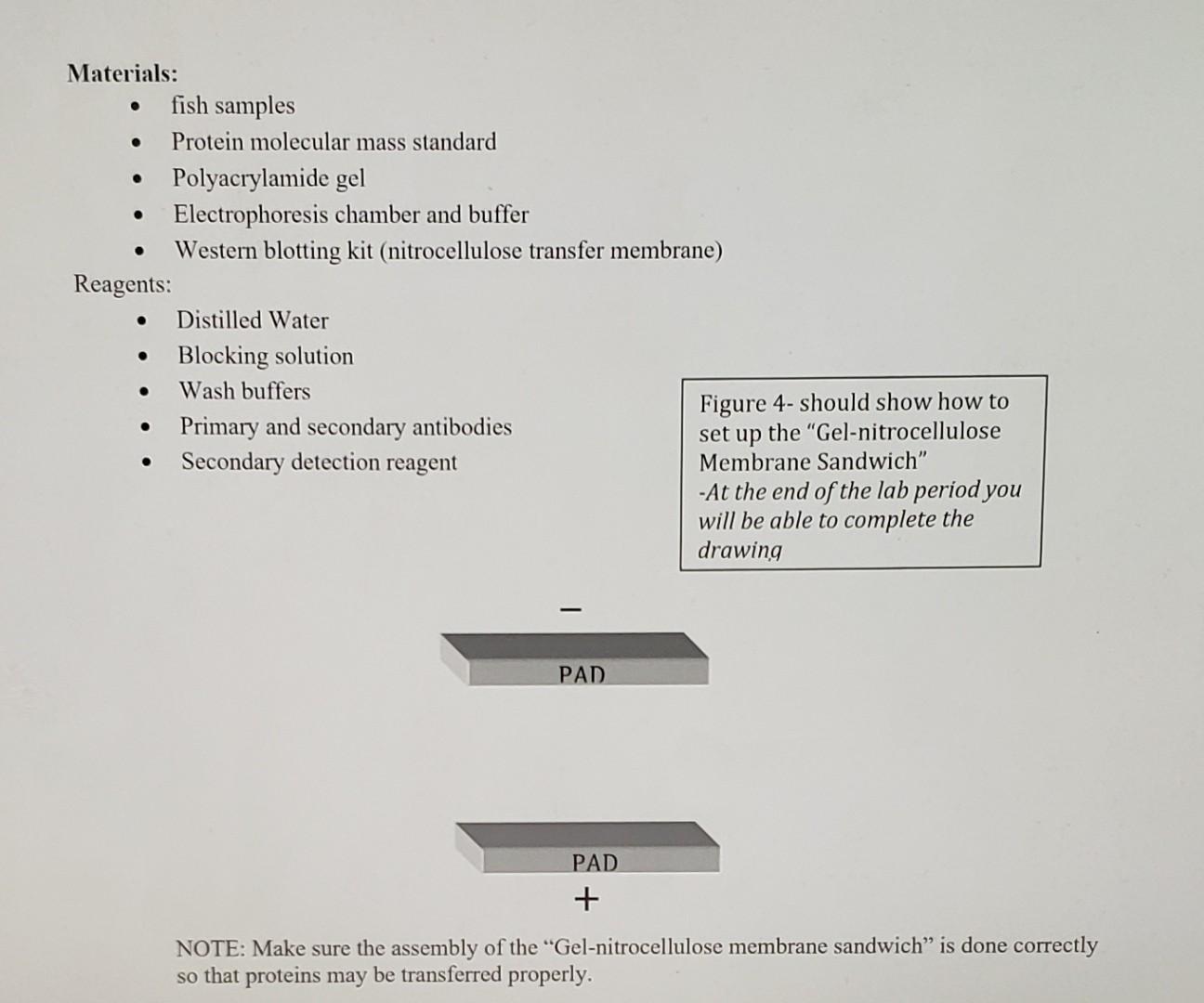 A. Present the results of your SDS-PAGE experiment. | Chegg.com