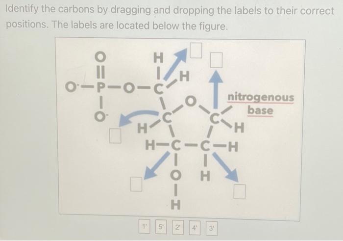 Solved Identify the carbons by dragging and dropping the | Chegg.com