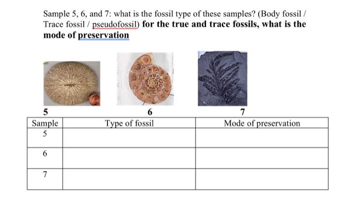 Solved Sample 5,6 , and 7: what is the fossil type of these | Chegg.com