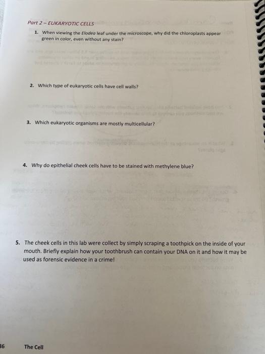 Solved PAIT 2-EUKARYOTIC CELLS 1. When viewing the Elodeo | Chegg.com