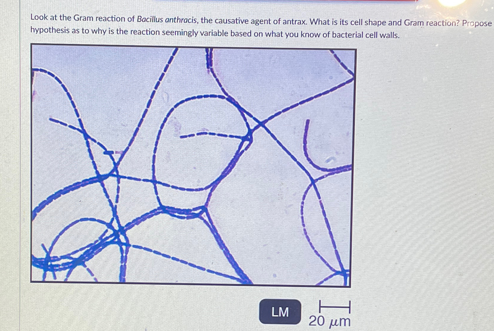Solved Look at the Gram reaction of Bacillus anthracis, the | Chegg.com