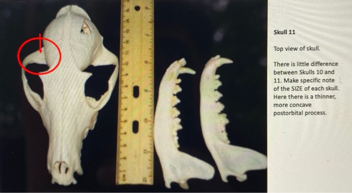 Solved 1 Armadillo Dichotomous Key Check teeth all about the | Chegg.com