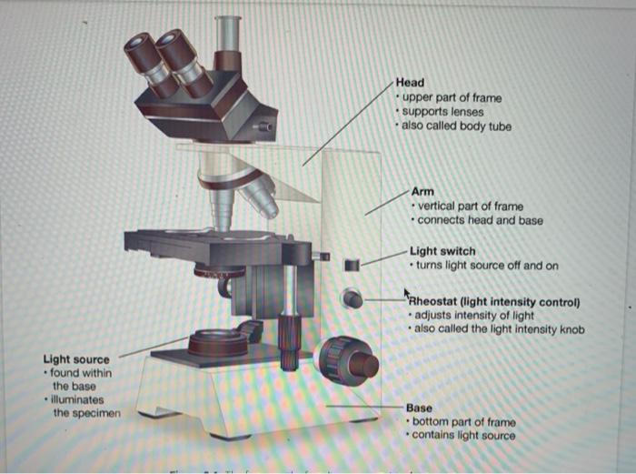Parts Of A Compound Light Microscope Rheostat