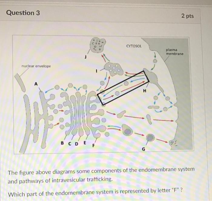 Solved The figure above diagrams some components of the | Chegg.com