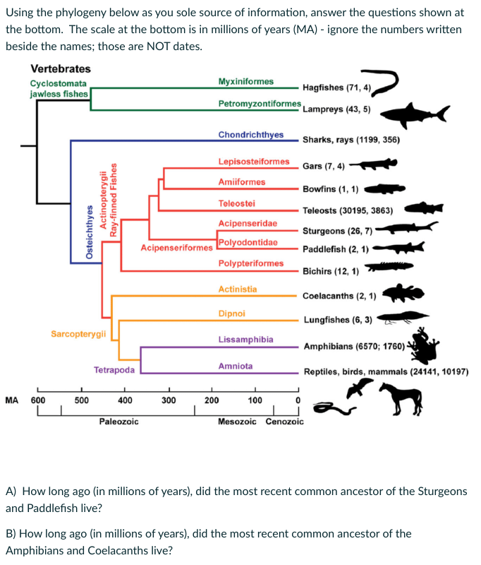 Solved Help solve bio. Using the phylogeny below as you sole | Chegg.com