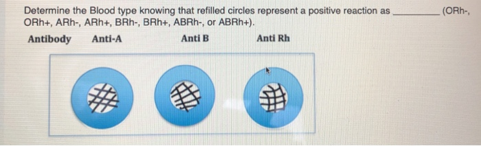 Solved (ORH- Determine the Blood type knowing that refilled | Chegg.com