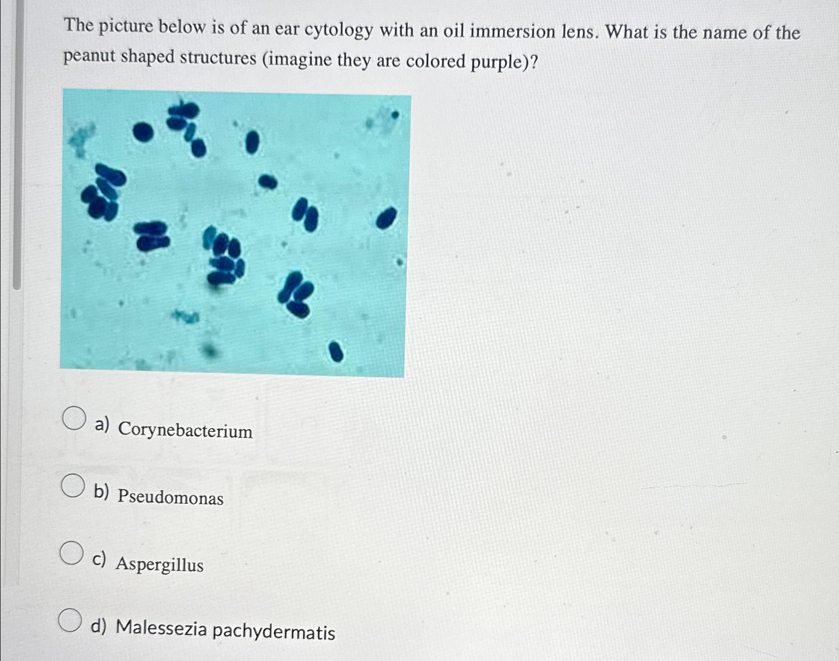 Solved The picture below is of an ear cytology with an oil | Chegg.com