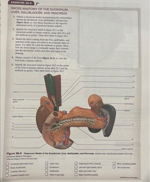 Solved GROSS ANATOMY OF THE DUODENUM, LIVER, GALLBLADDER, | Chegg.com