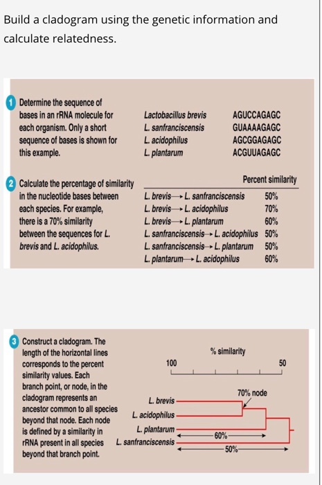 Solved Build a cladogram using the genetic information and | Chegg.com