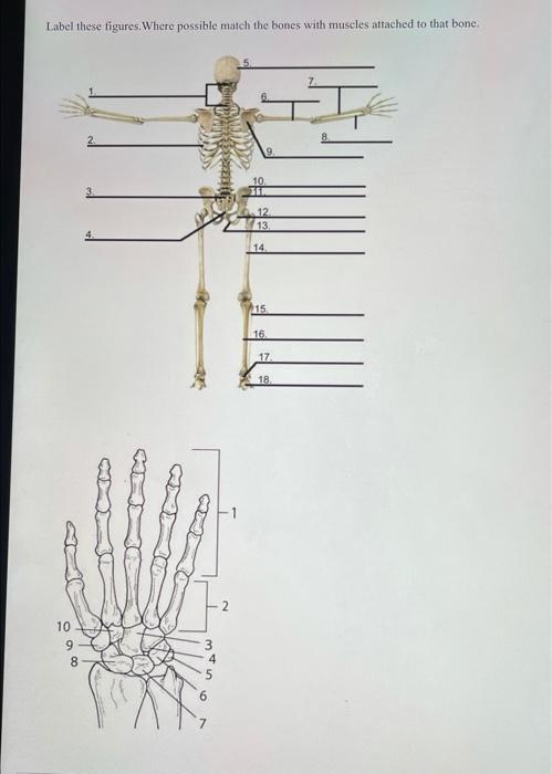 Solved Label these figures. Where possible match the bones | Chegg.com