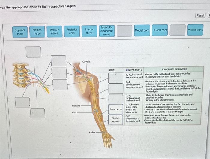 Solved rag the appropriate labels to their respective | Chegg.com