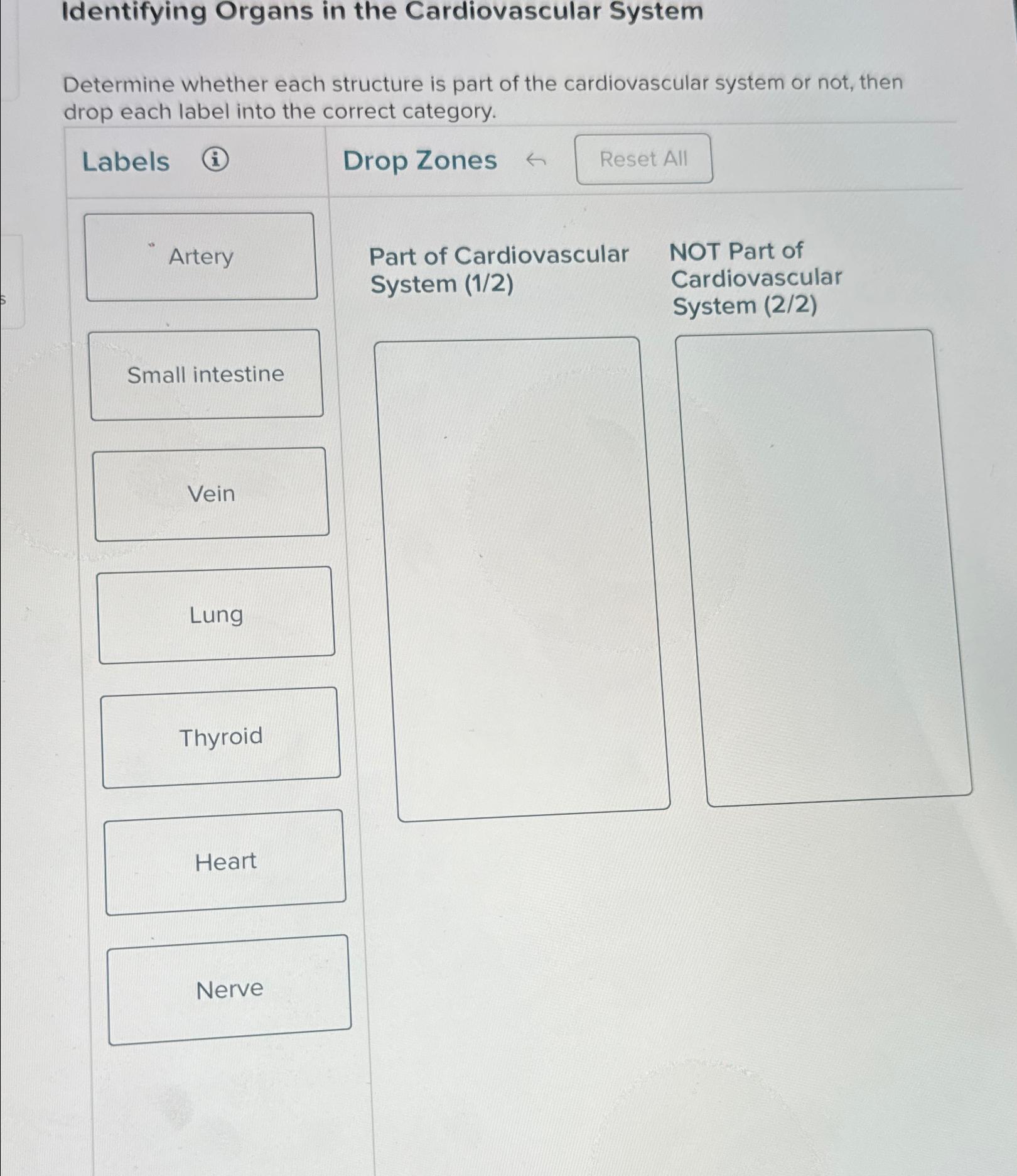 Solved Identifying Organs in the Cardiovascular | Chegg.com