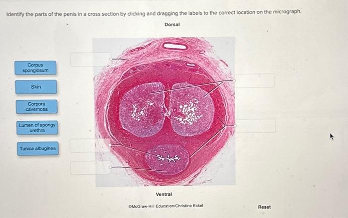 Identify The Parts Of The Penis In A Cross Section By