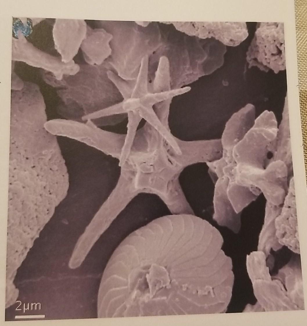 Solved 2um 7. In the pictures above label a Discoaster and | Chegg.com