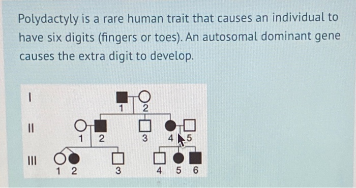 Solved Polydactyly is a rare human trait that causes an | Chegg.com
