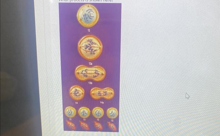 Solved Match the following structures to the correct label | Chegg.com