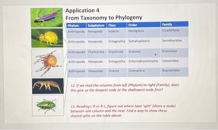 Solved Application 4 From Taxonomy to Phylogeny 12. If we | Chegg.com