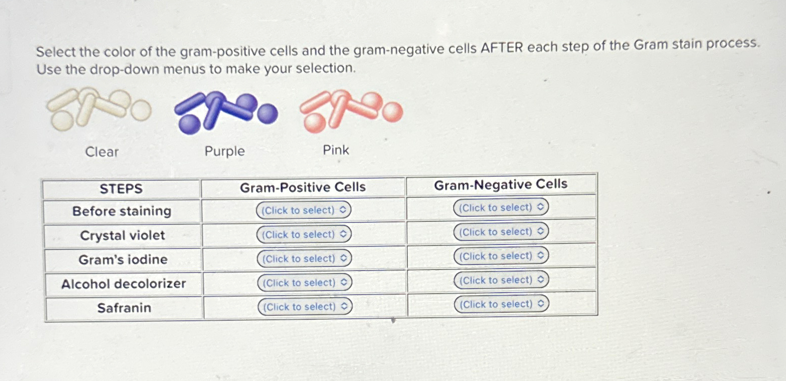 Solved Select the color of the gram-positive cells and the | Chegg.com