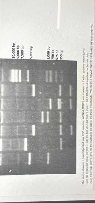 Solved The mage above is a run of digestod vial DNA samples. | Chegg.com