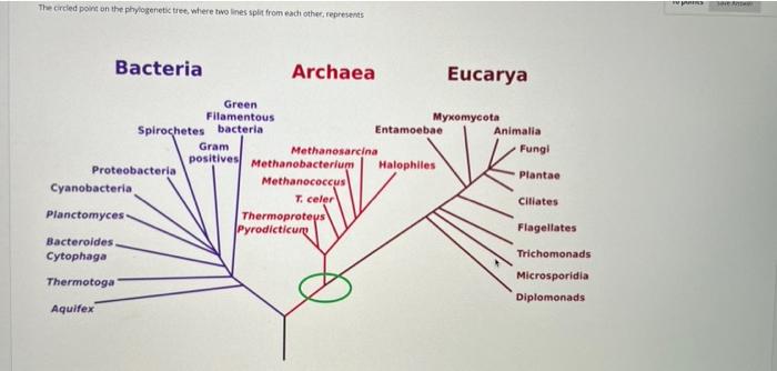 Solved The circled point on the phylogenetic tree, where two | Chegg.com