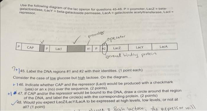 Solved Use the following diagram of the lac operon for | Chegg.com