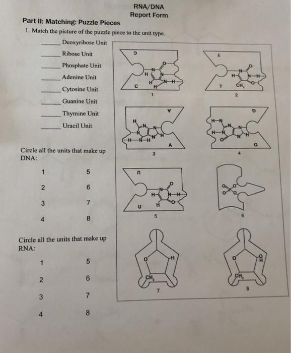 Solved RNA/DNA Report Form Part II: Matching: Puzzle Pieces | Chegg.com