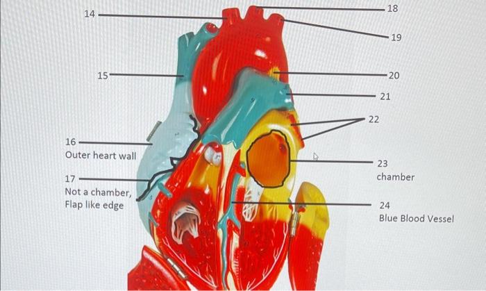 Solved label heart anatomy | Chegg.com