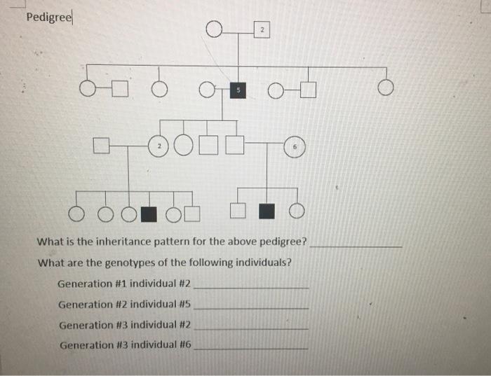 What is the inheritance pattern for the above | Chegg.com